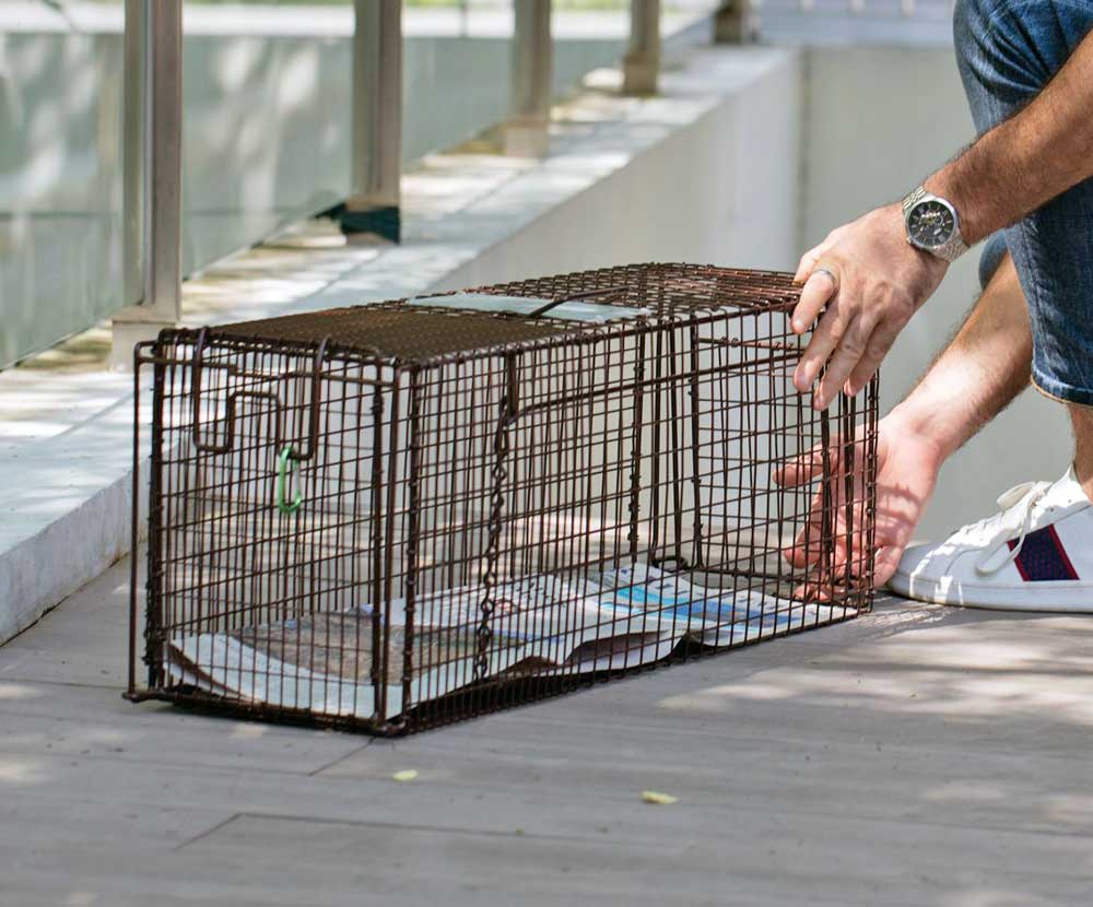 Trap-Neuter-Return - LUNI LOMBOK